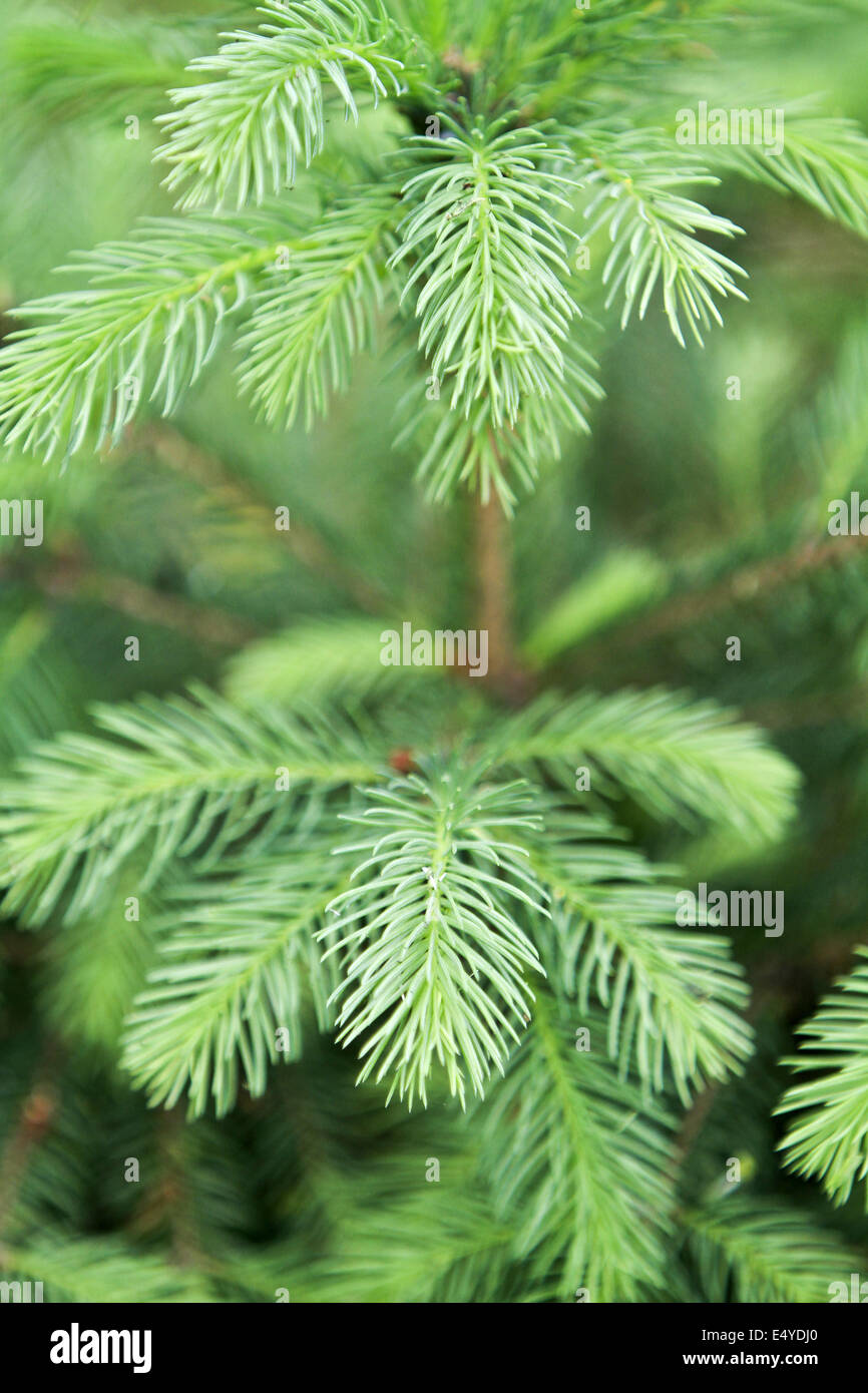 Tree wood branch hi-res stock photography and images - Alamy