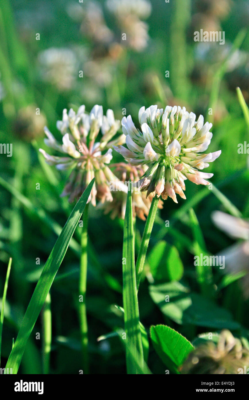 Only grass hi-res stock photography and images - Alamy