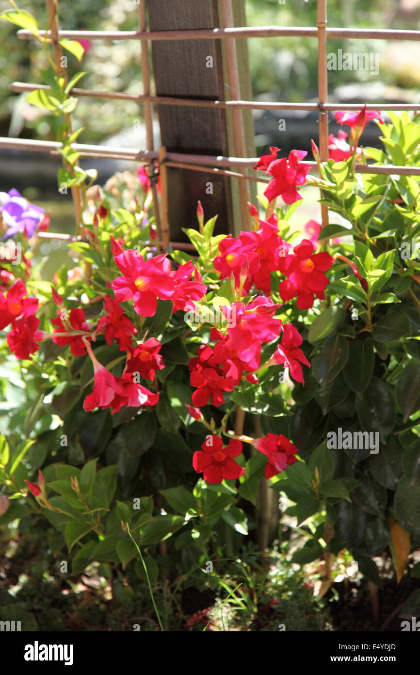 Beautiful red summer flowers Stock Photo - Alamy