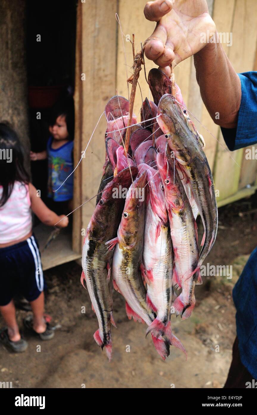 Bocachico- Pasaco fish in Industria - PANGUANA . Department of Loreto ...