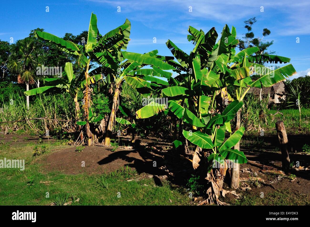 Banana plantation in PANGUANA . Department of Loreto .PERU Stock Photo ...