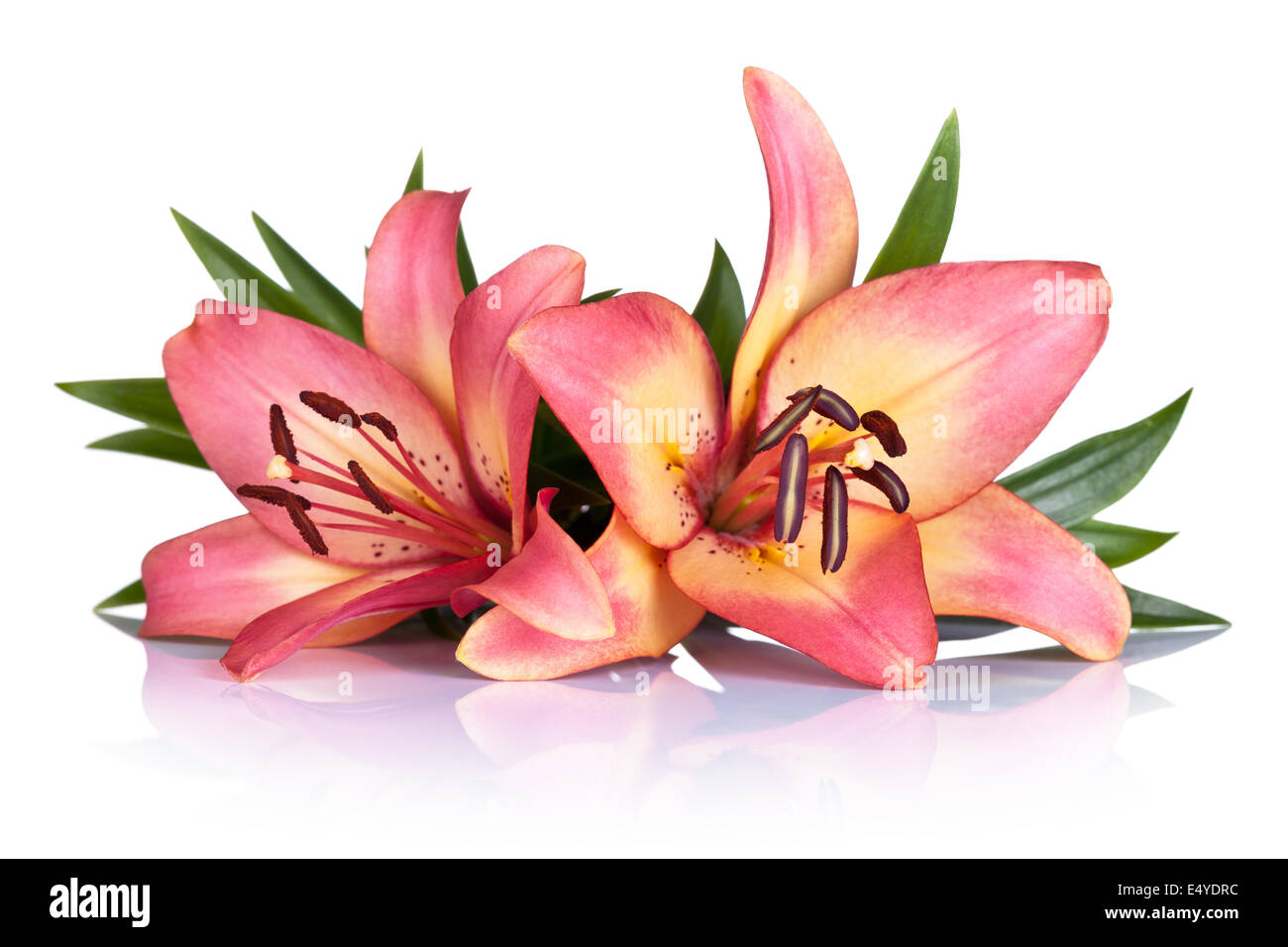 Two beautiful lily flowers hi-res stock photography and images - Alamy