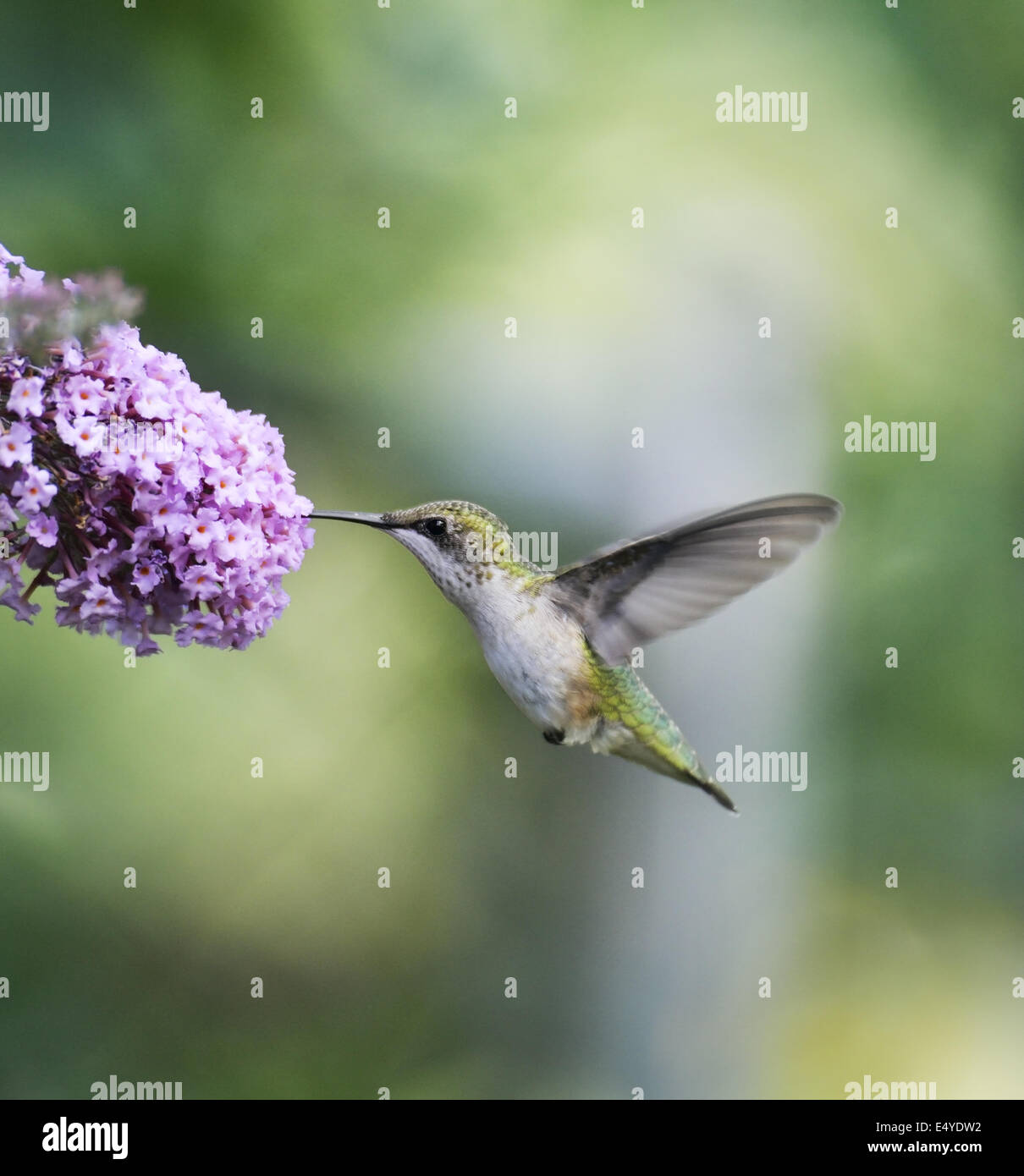 Female hummingbird hi-res stock photography and images - Alamy
