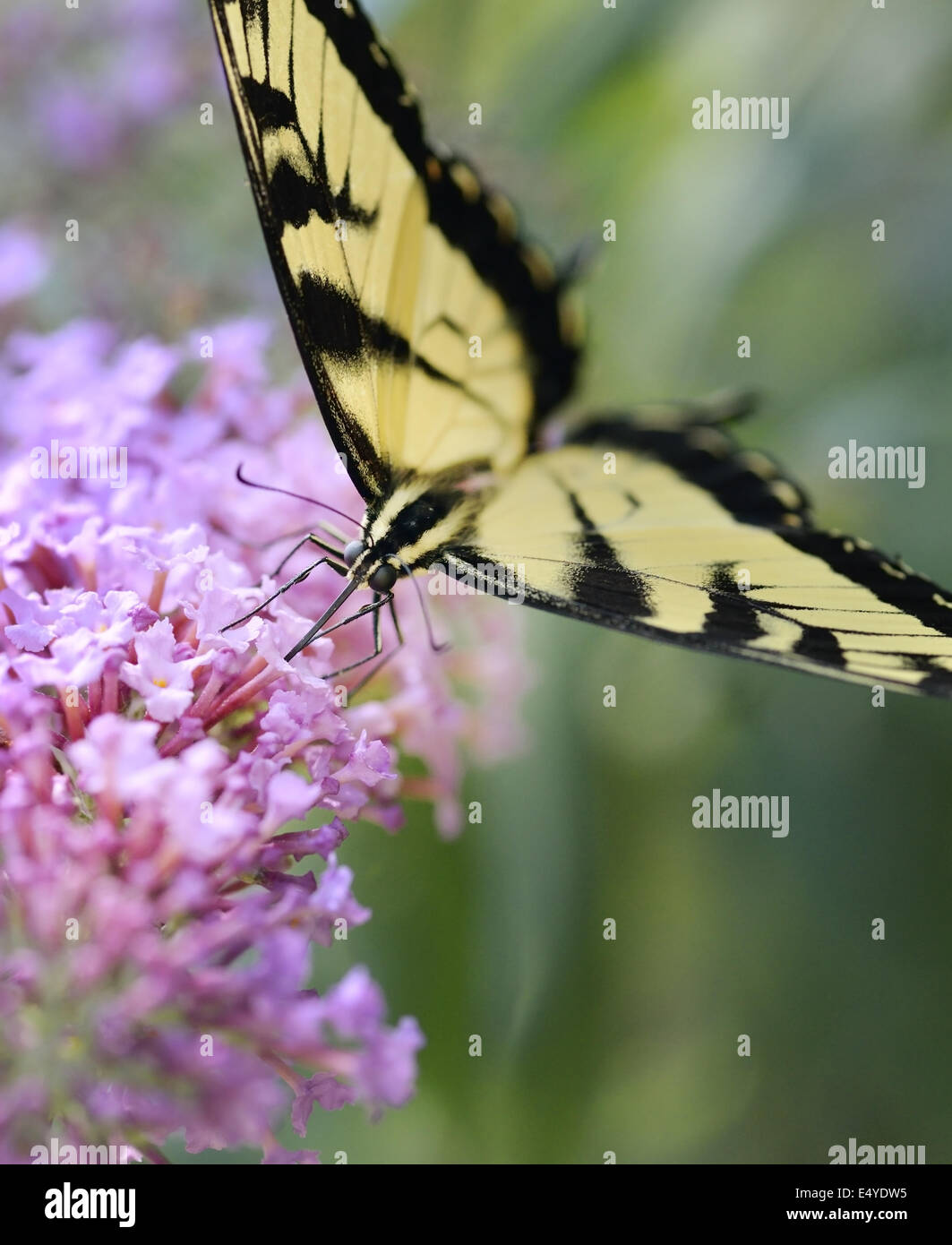 Eastern Tiger Swallowtail Butterfly Stock Photo - Alamy
