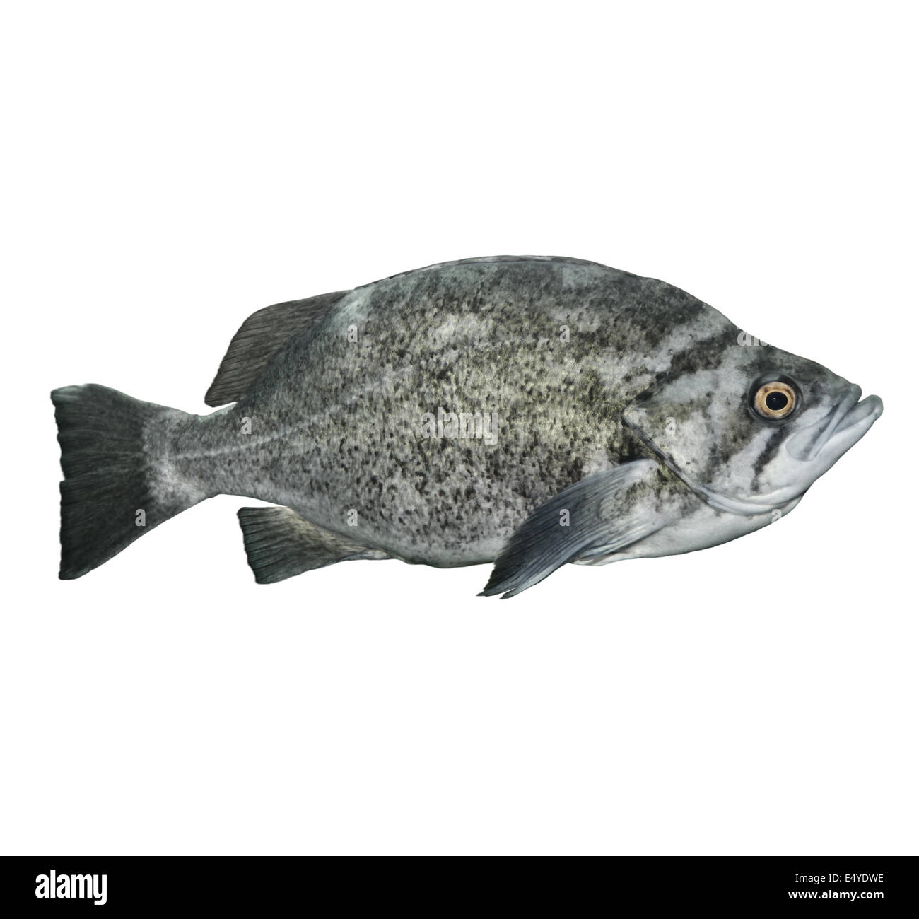 Rockfish hi-res stock photography and images - Alamy