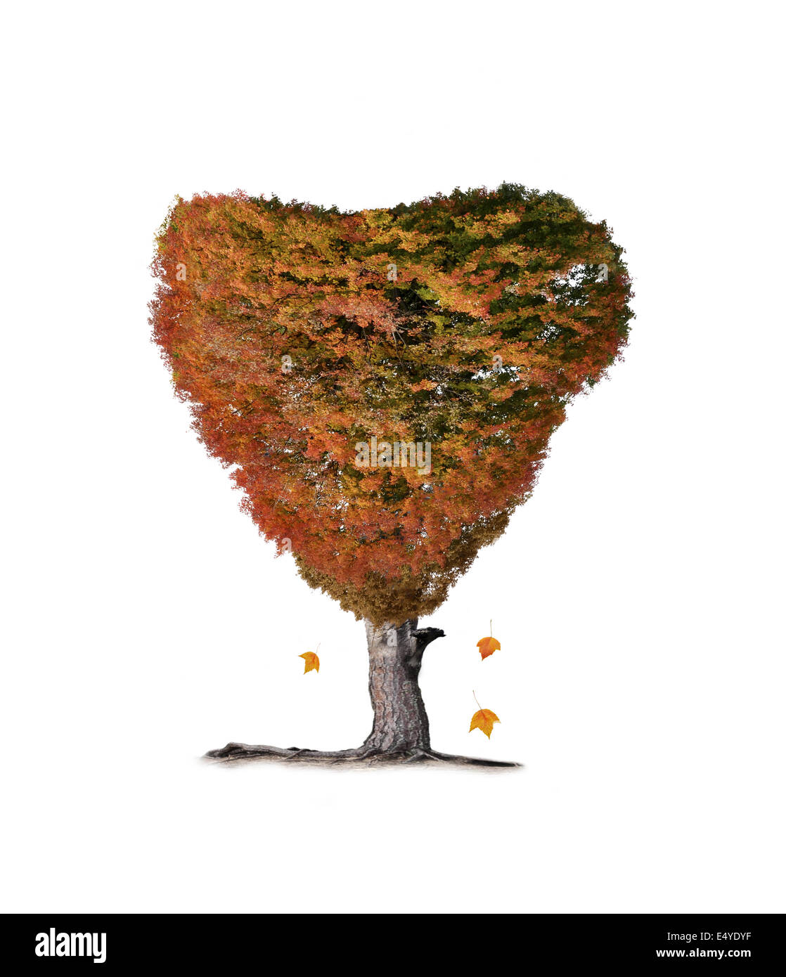 Colorful Fall Tree Stock Photo - Alamy