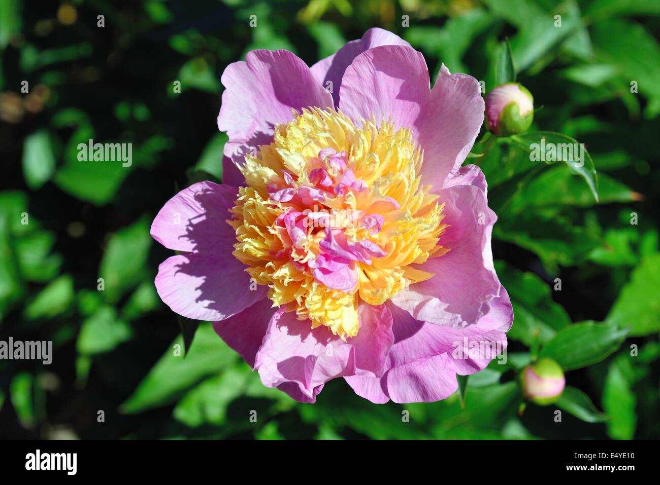 Big beautiful pink piony Stock Photo - Alamy