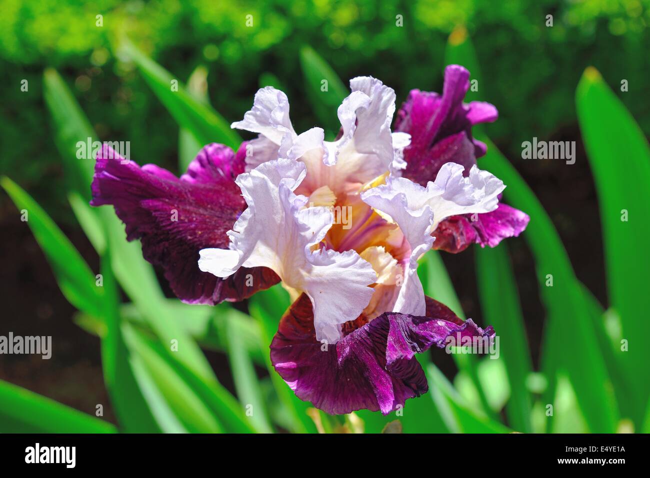 Iris in sun hi-res stock photography and images - Alamy