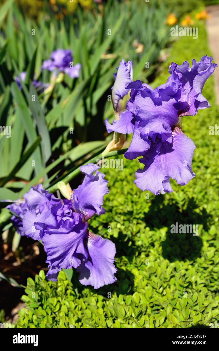 Violet colored iris hi-res stock photography and images - Alamy