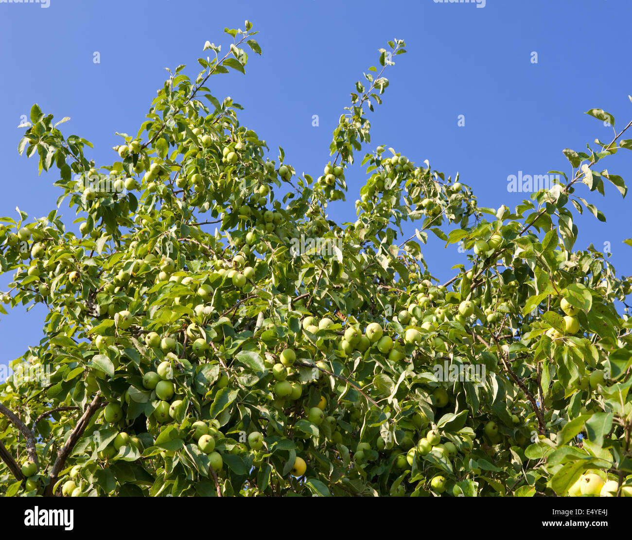 Branches of apple tree hi-res stock photography and images - Alamy