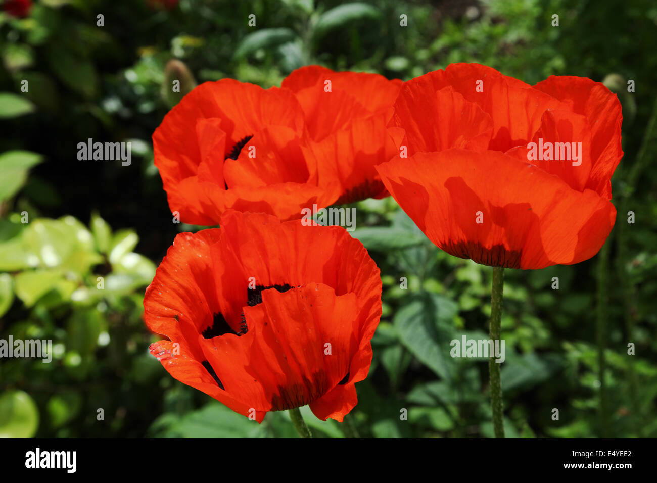 ‘Beauty of Livermere “ Stock Photo - Alamy