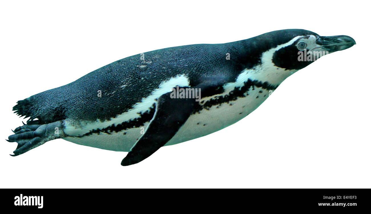 Swimming spheniscus humboldti penguin Stock Photo - Alamy