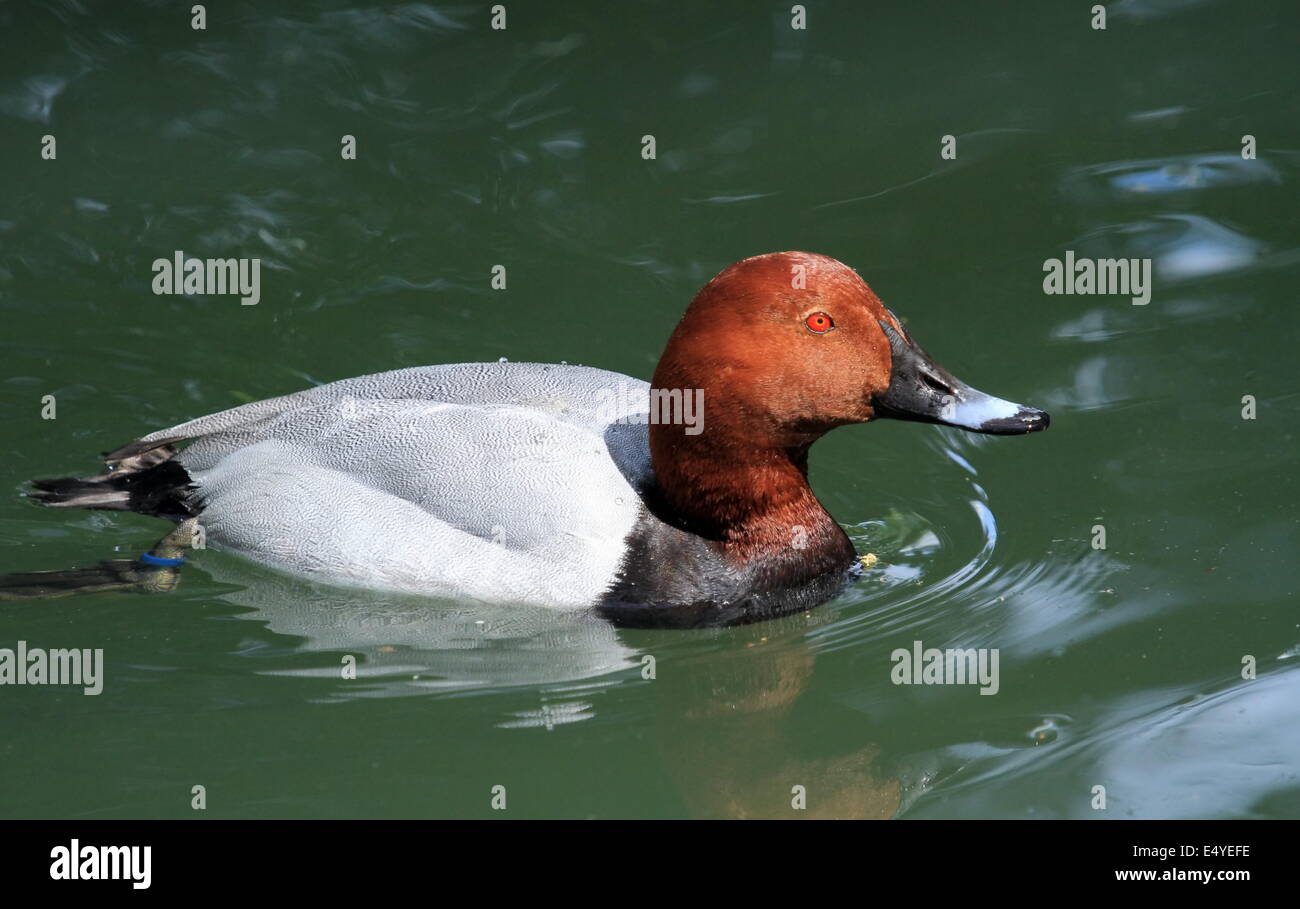 Pochard male duck Stock Photo - Alamy