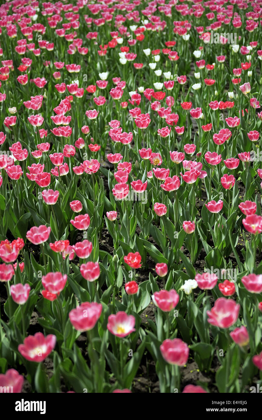 Vibrant pattern of red flowers hi-res stock photography and images - Alamy