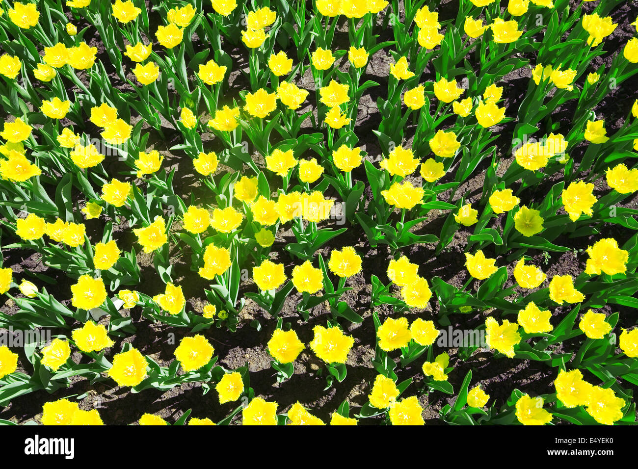 Beautiful summer yellow flowers hi-res stock photography and images - Alamy