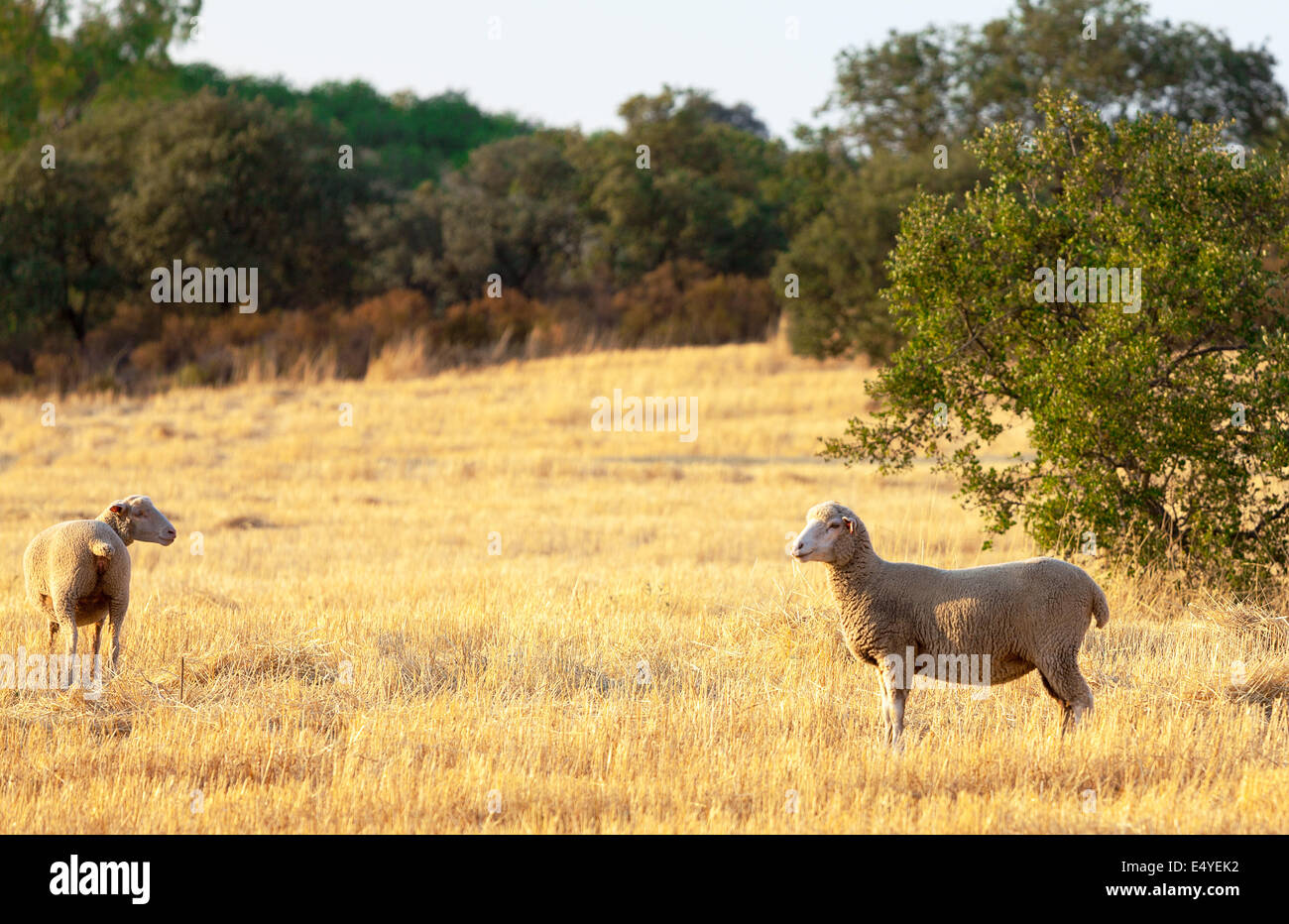 Sheep grazing in a paddock Stock Photo - Alamy