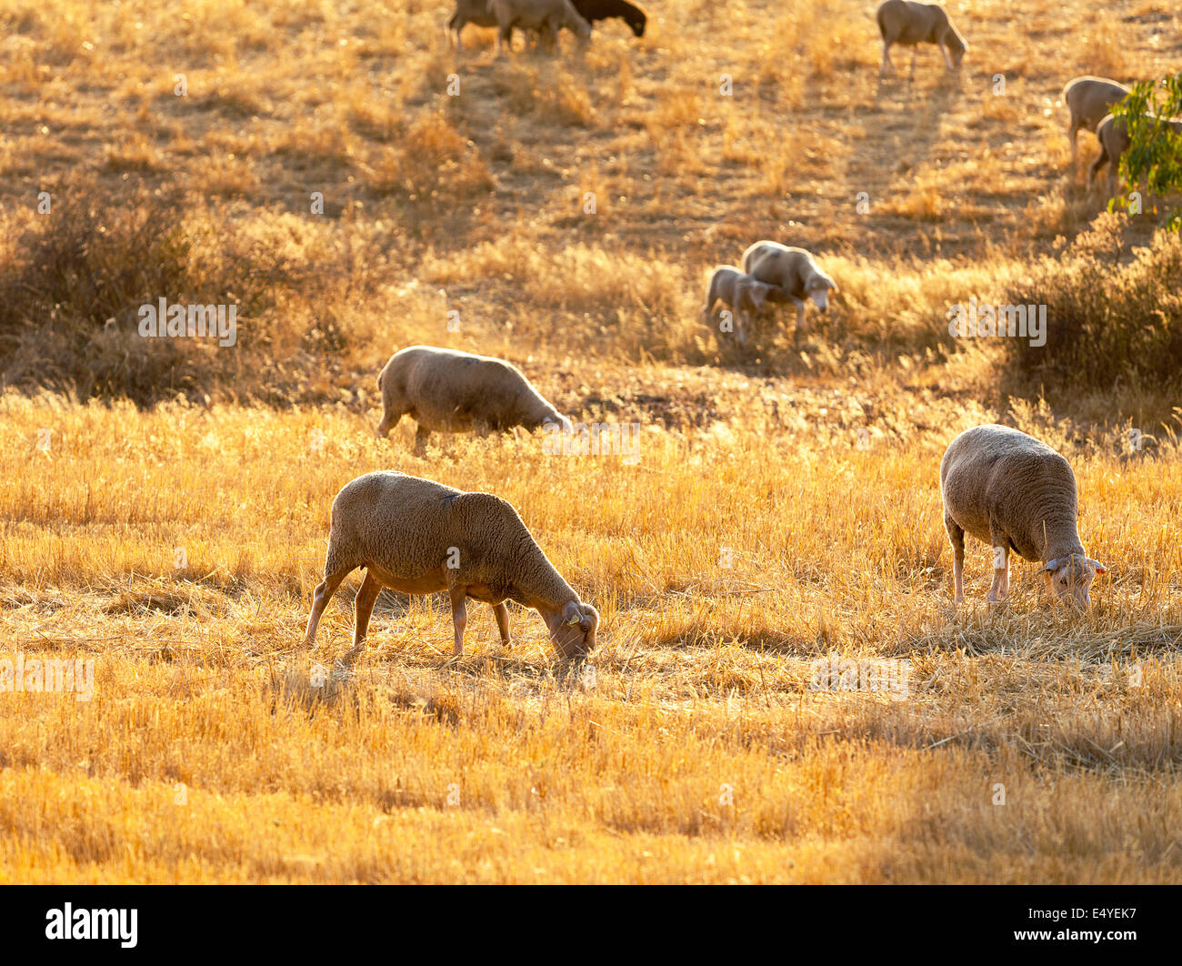 Sheep grazing in a paddock Stock Photo - Alamy