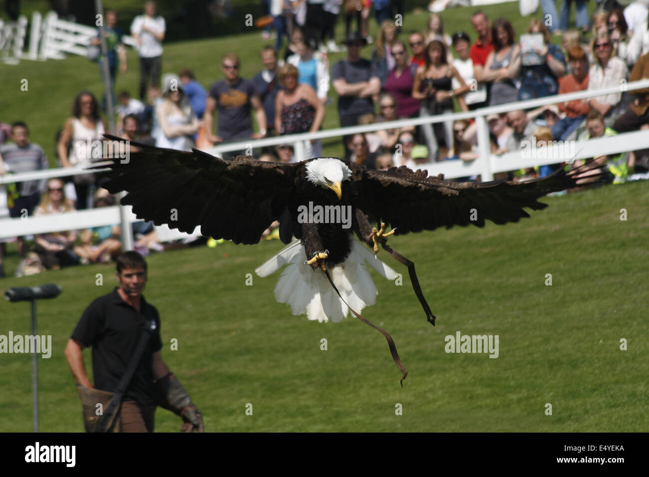 Harrogate Birds Of Prey at Alannah Macquarie blog