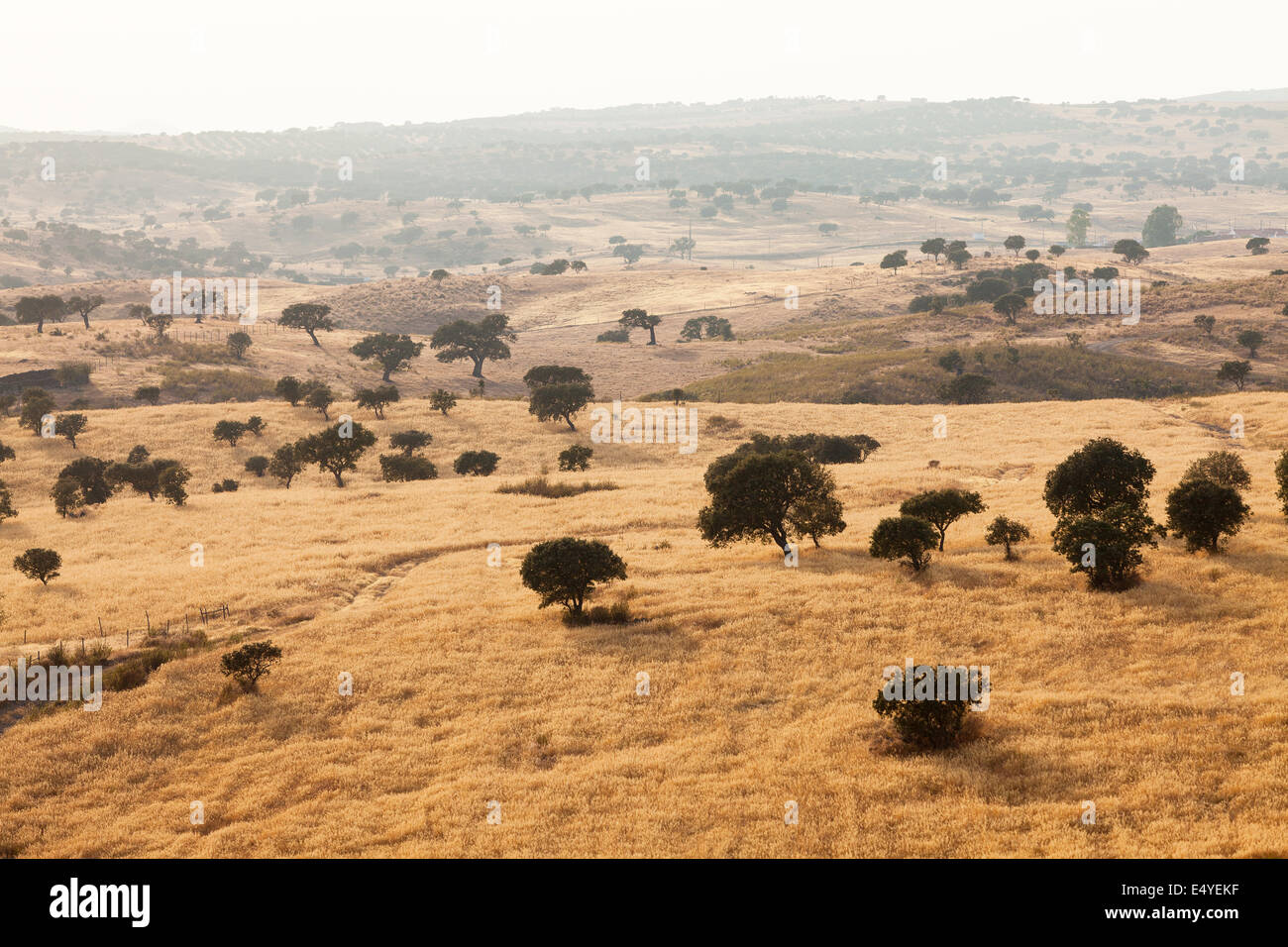 Rural landscape with grassland and a mist Stock Photo - Alamy