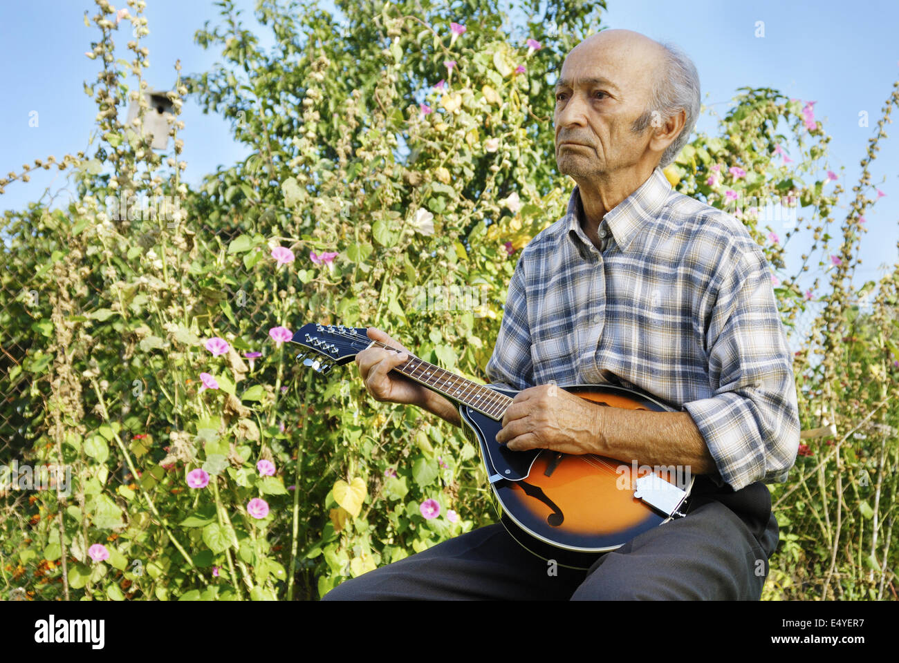 Senior man playing mandolin Stock Photo - Alamy