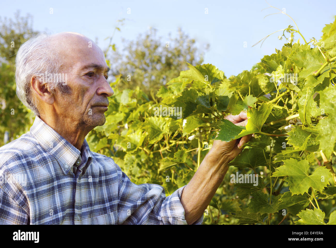 F vine hi-res stock photography and images - Alamy