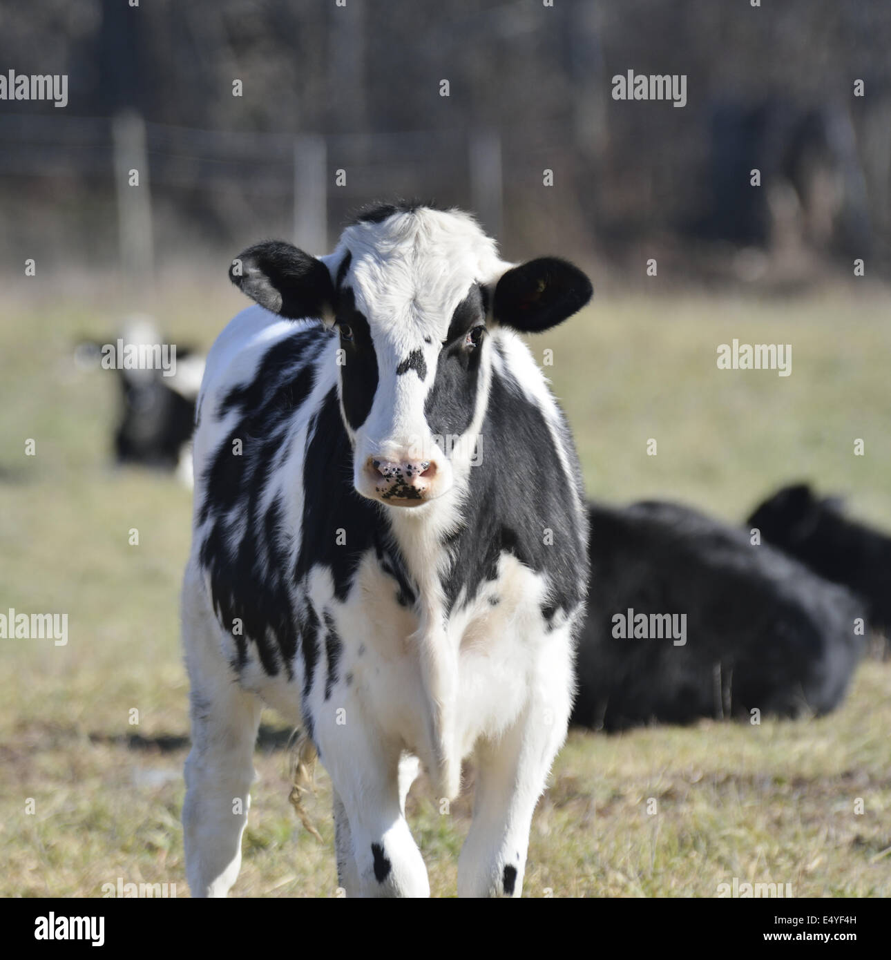 Calves On The Field Stock Photo - Alamy