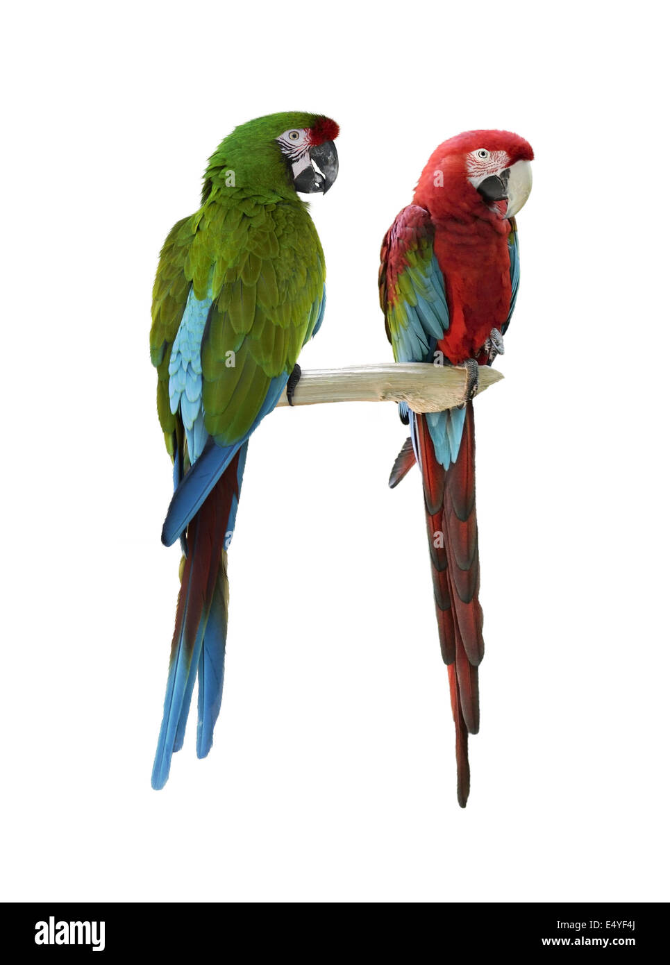Macaw parrots parrot Cut Out Stock Images & Pictures - Alamy