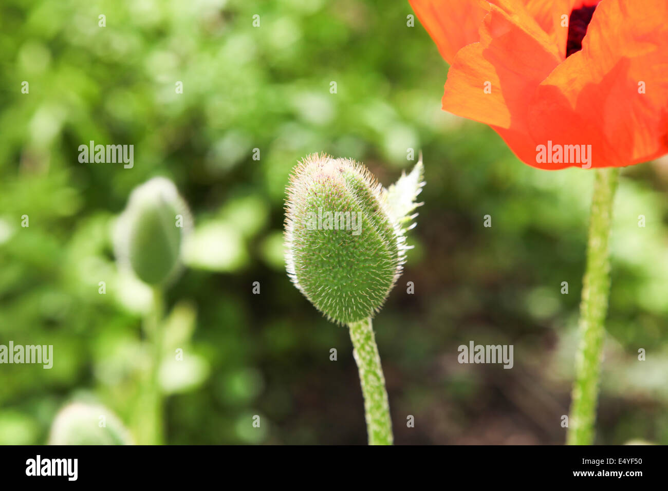 ‘Beauty of Livermere “ Stock Photo - Alamy