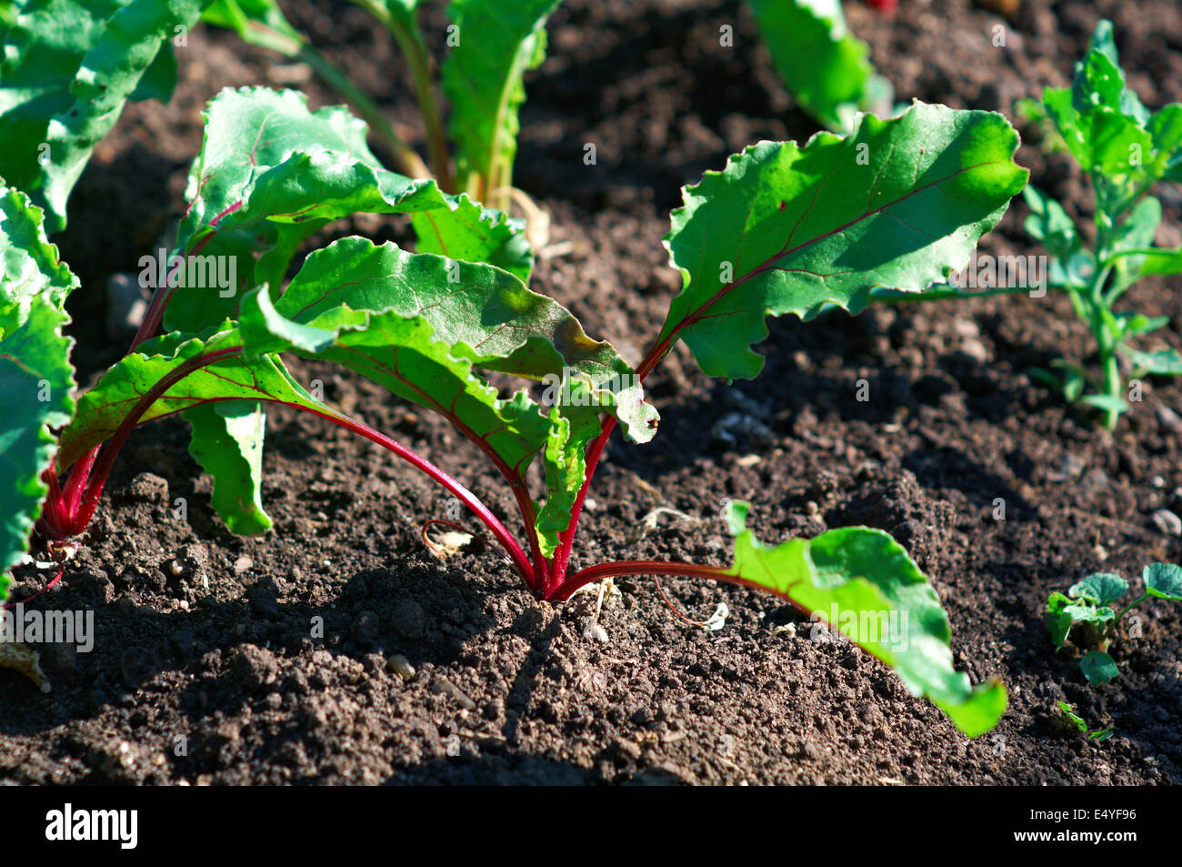 Row of green beet sprouts Stock Photo - Alamy