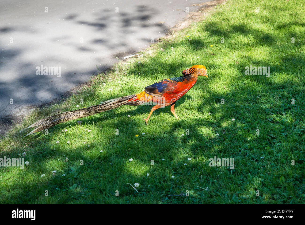 Golden pheasant or Chinese pheasant,(Chrysolophus pictus), Kew Royal ...