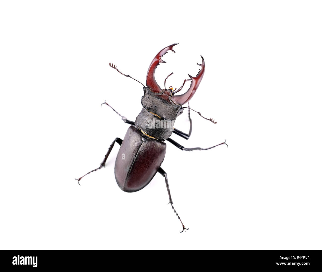 Stag- beetle top view Stock Photo - Alamy