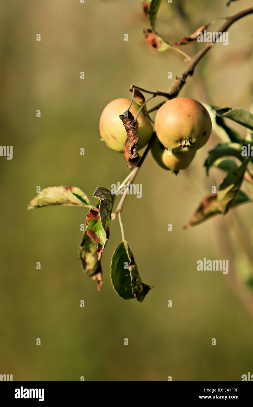 Apple branch hi-res stock photography and images - Alamy