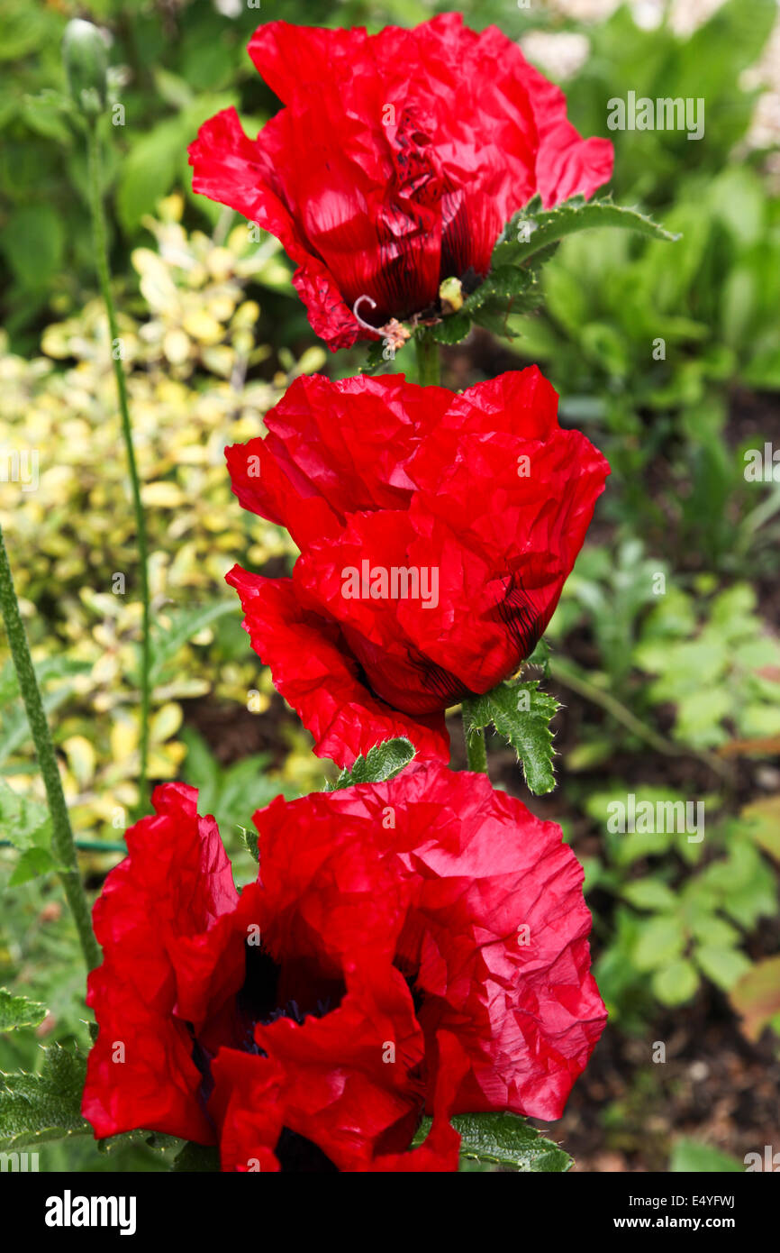 ‘Beauty of Livermere “ Stock Photo - Alamy