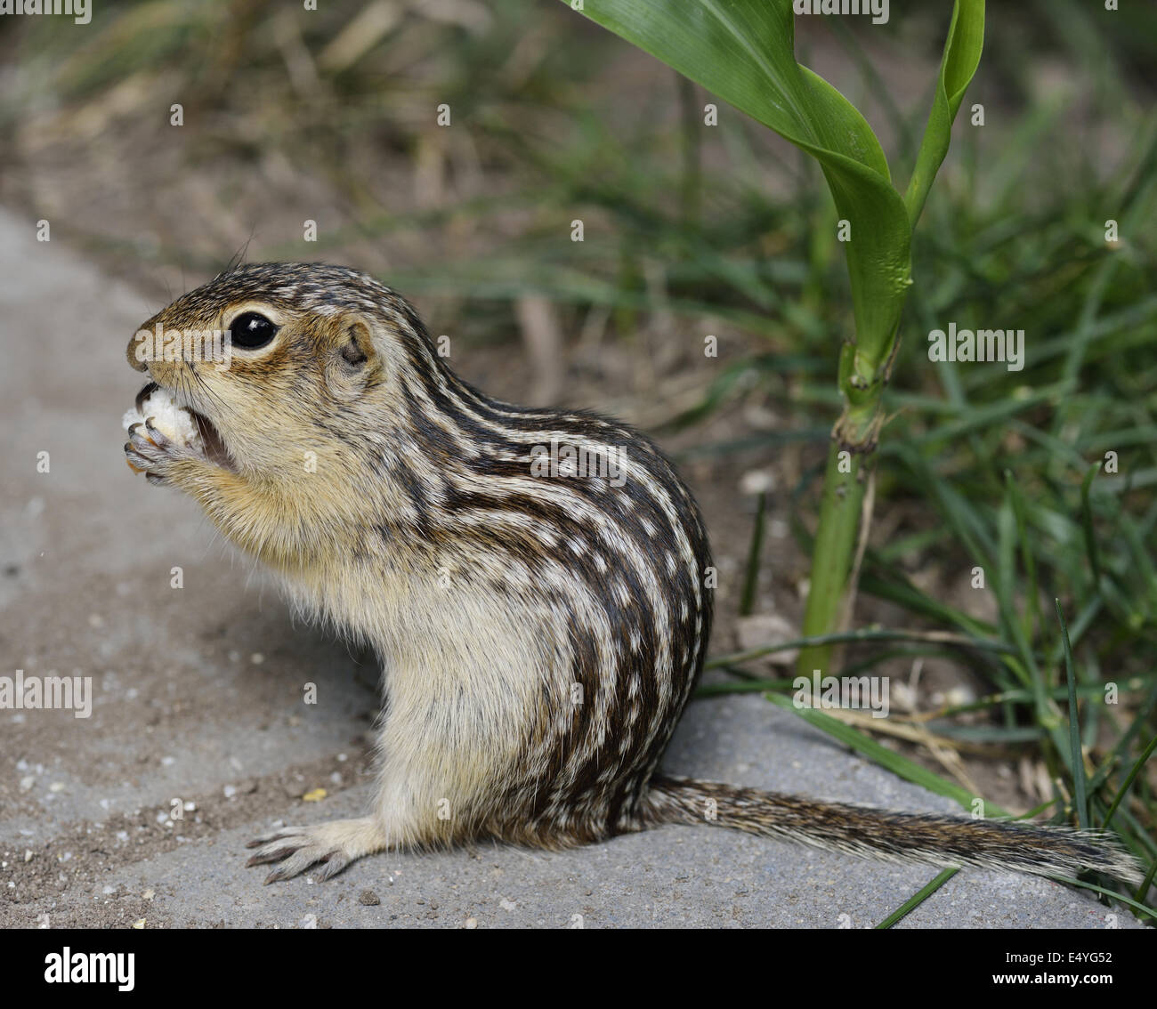Thirteen lined ground squirrel hi-res stock photography and images - Alamy