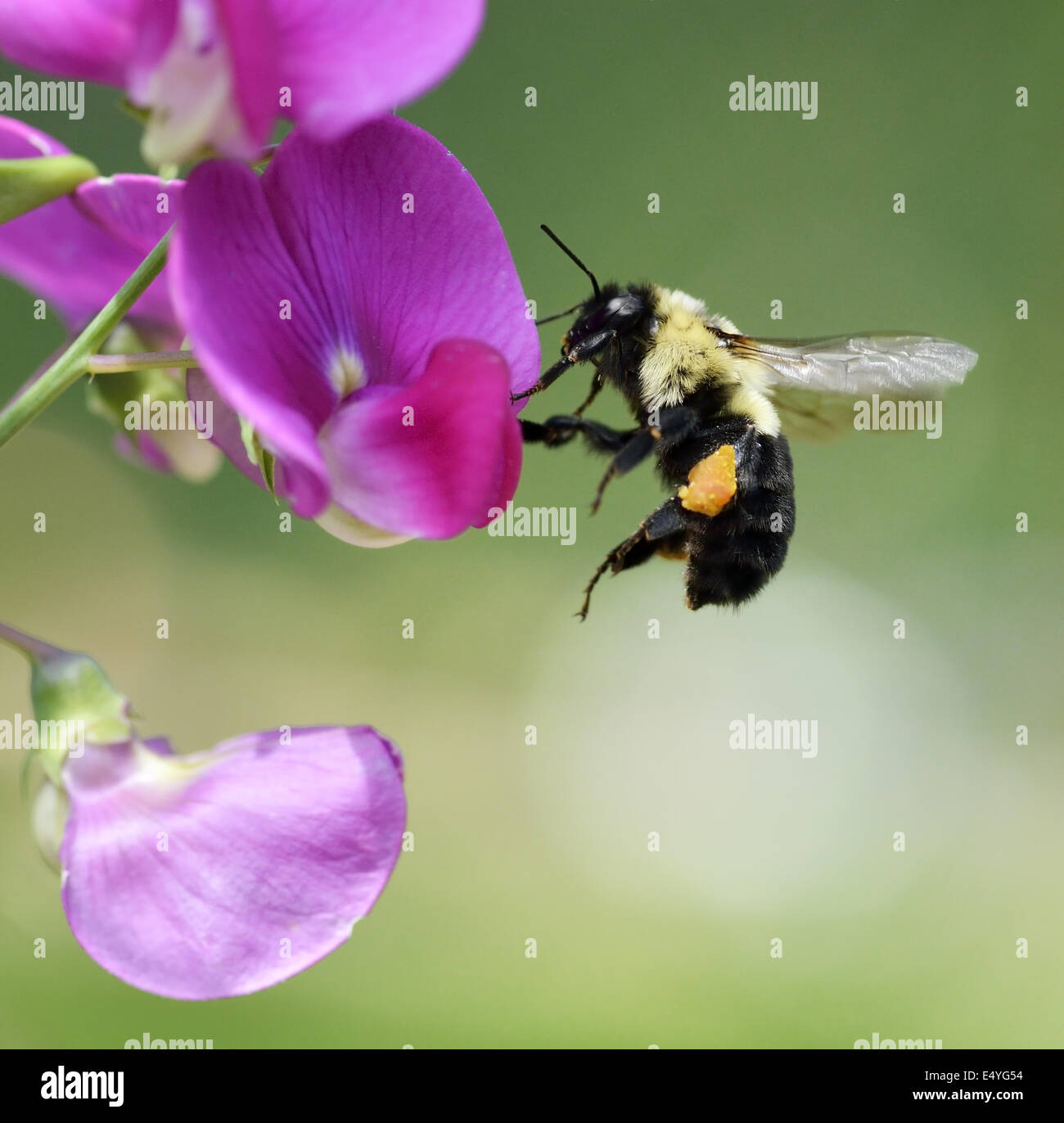 Bumble bee wings hi-res stock photography and images - Alamy