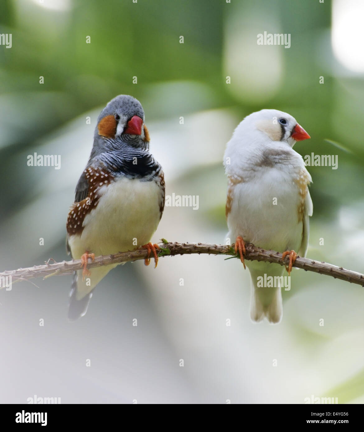 Zebra with birds hi-res stock photography and images - Alamy