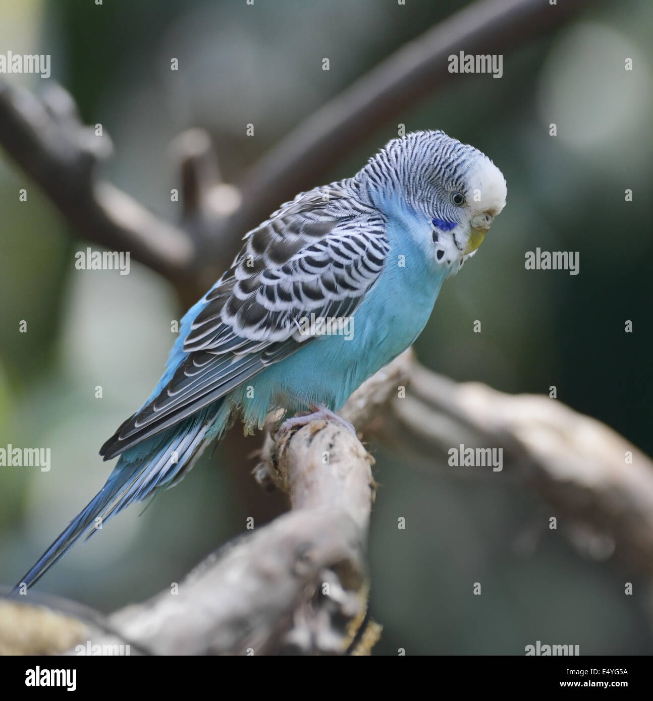 Blue budgerigar hi-res stock photography and images - Alamy