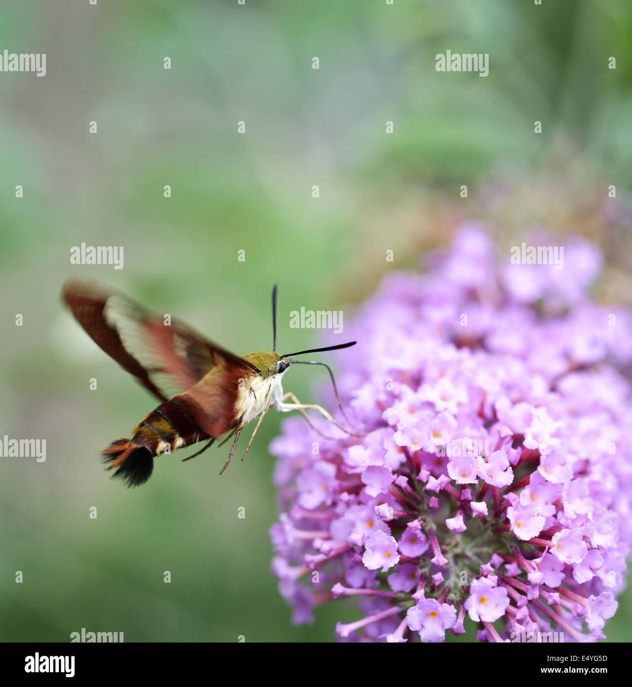Hummingbird moth hi-res stock photography and images - Alamy