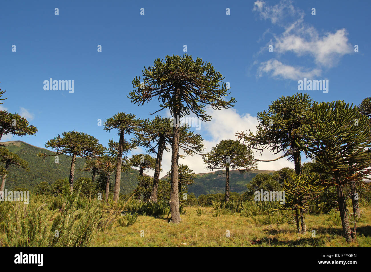 Araucaria (Araucaria araucana) trees in Bio bio Park (Chile Stock Photo ...