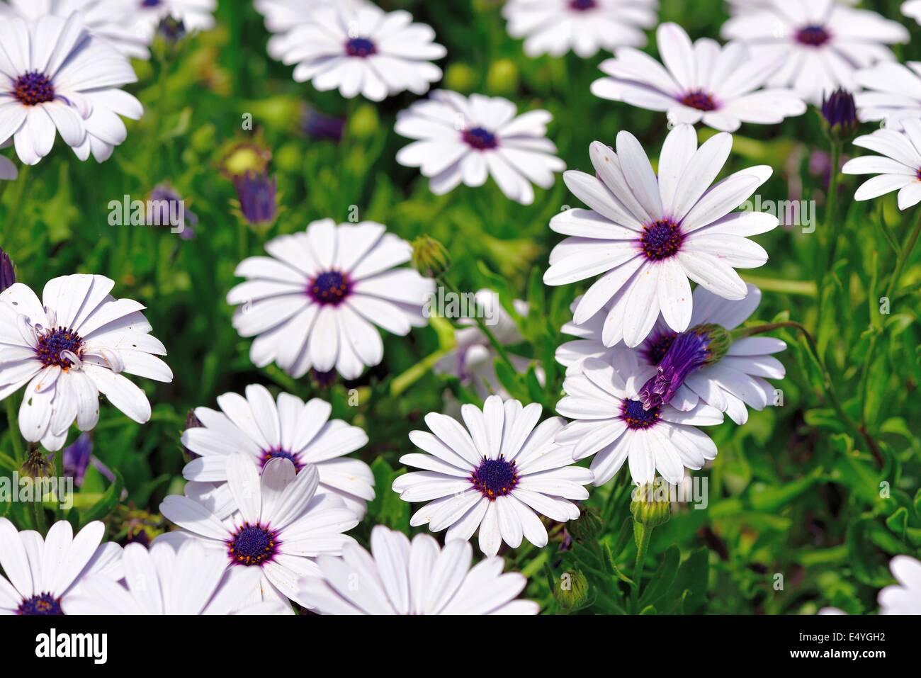 white gaisies in the garden Stock Photo - Alamy