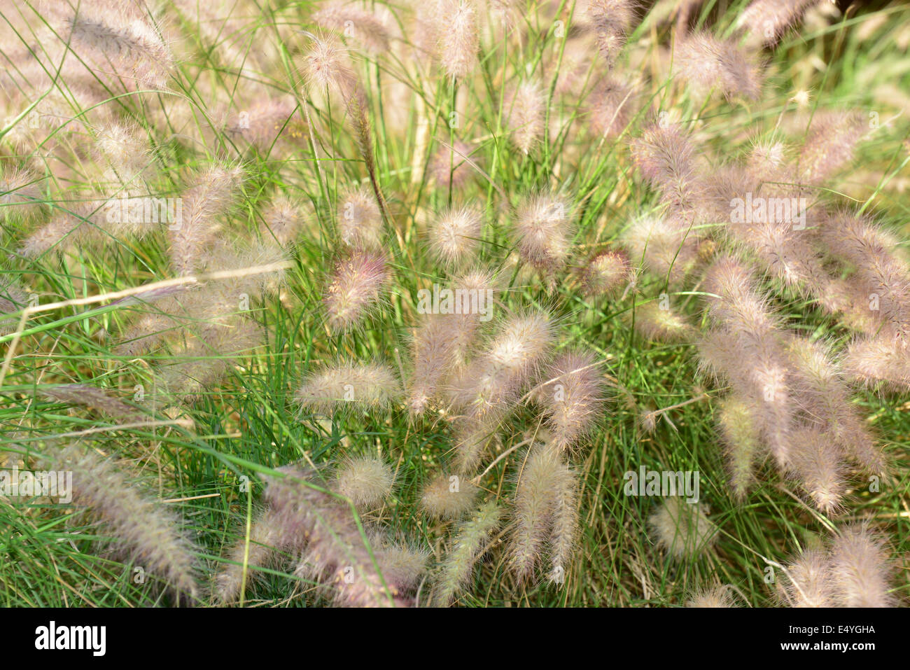 Fluffy grass hi-res stock photography and images - Alamy