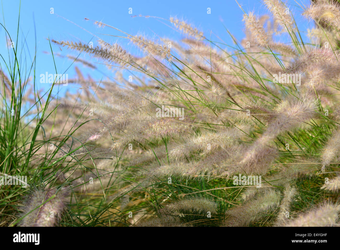 Fluffy grass on the meadow Stock Photo - Alamy