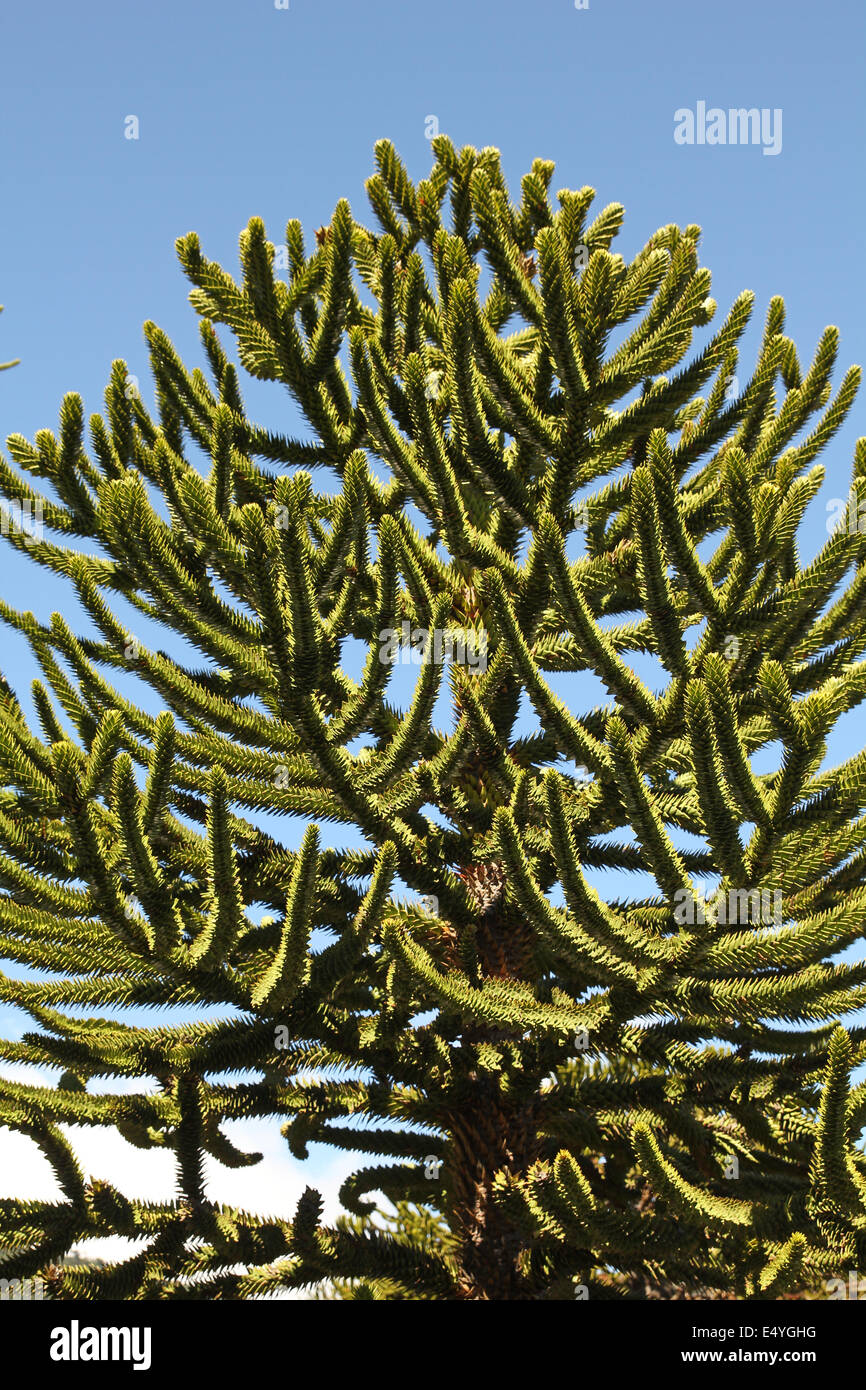 Araucaria (Araucaria araucana) trees in Bio bio Park (Chile Stock Photo ...