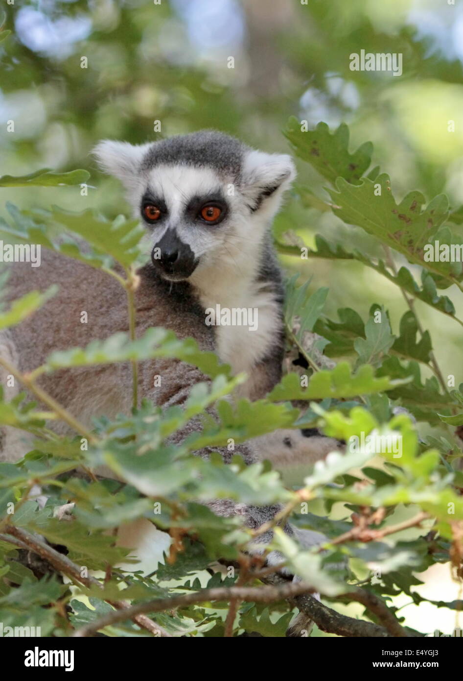 Lemur catta (maki) of Madagascar Stock Photo - Alamy