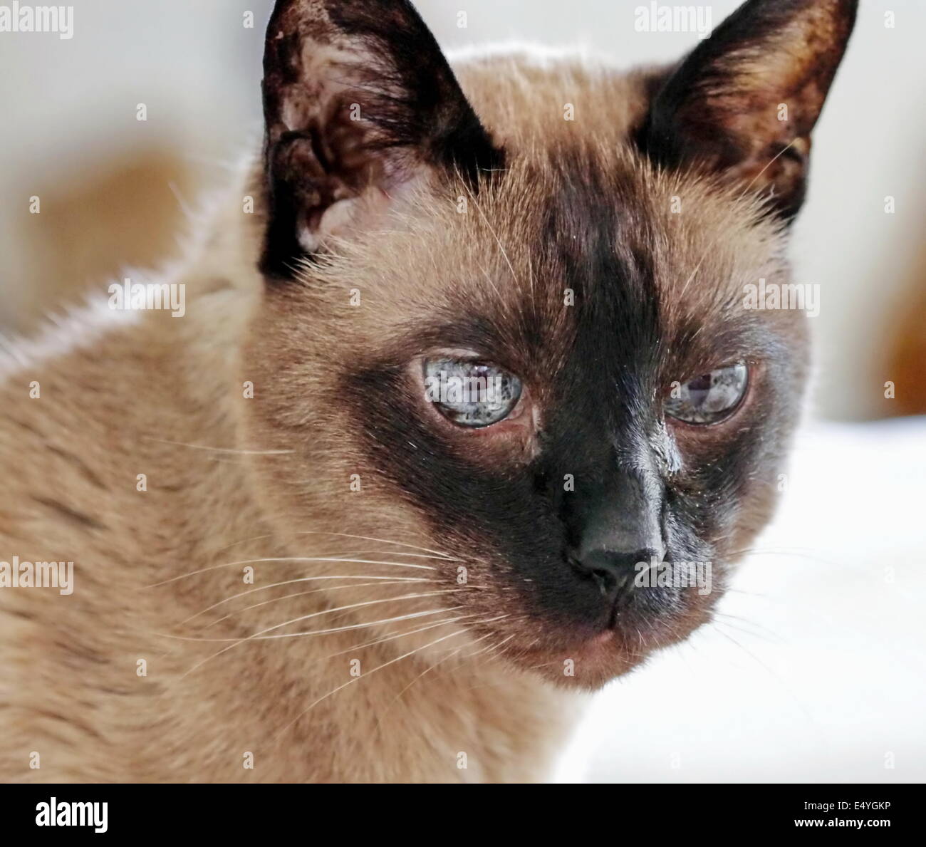 Portrait siamese hi-res stock photography and images - Alamy