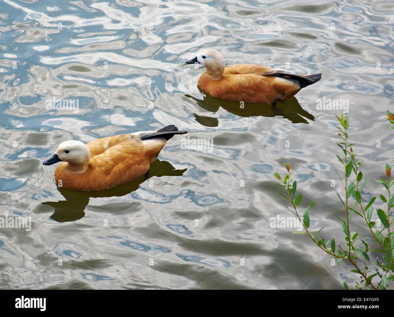 Shelduck springtime hi-res stock photography and images - Alamy
