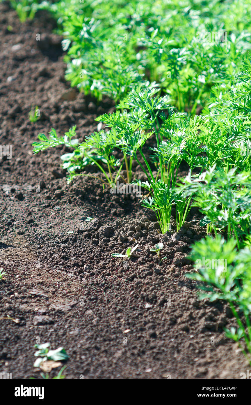 Growing carrot hi-res stock photography and images - Alamy