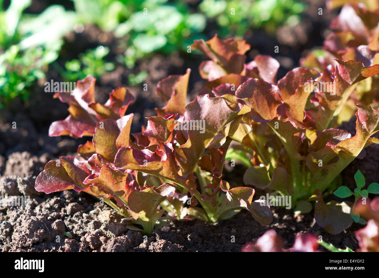 Multicolor lettuce leaf hi-res stock photography and images - Alamy
