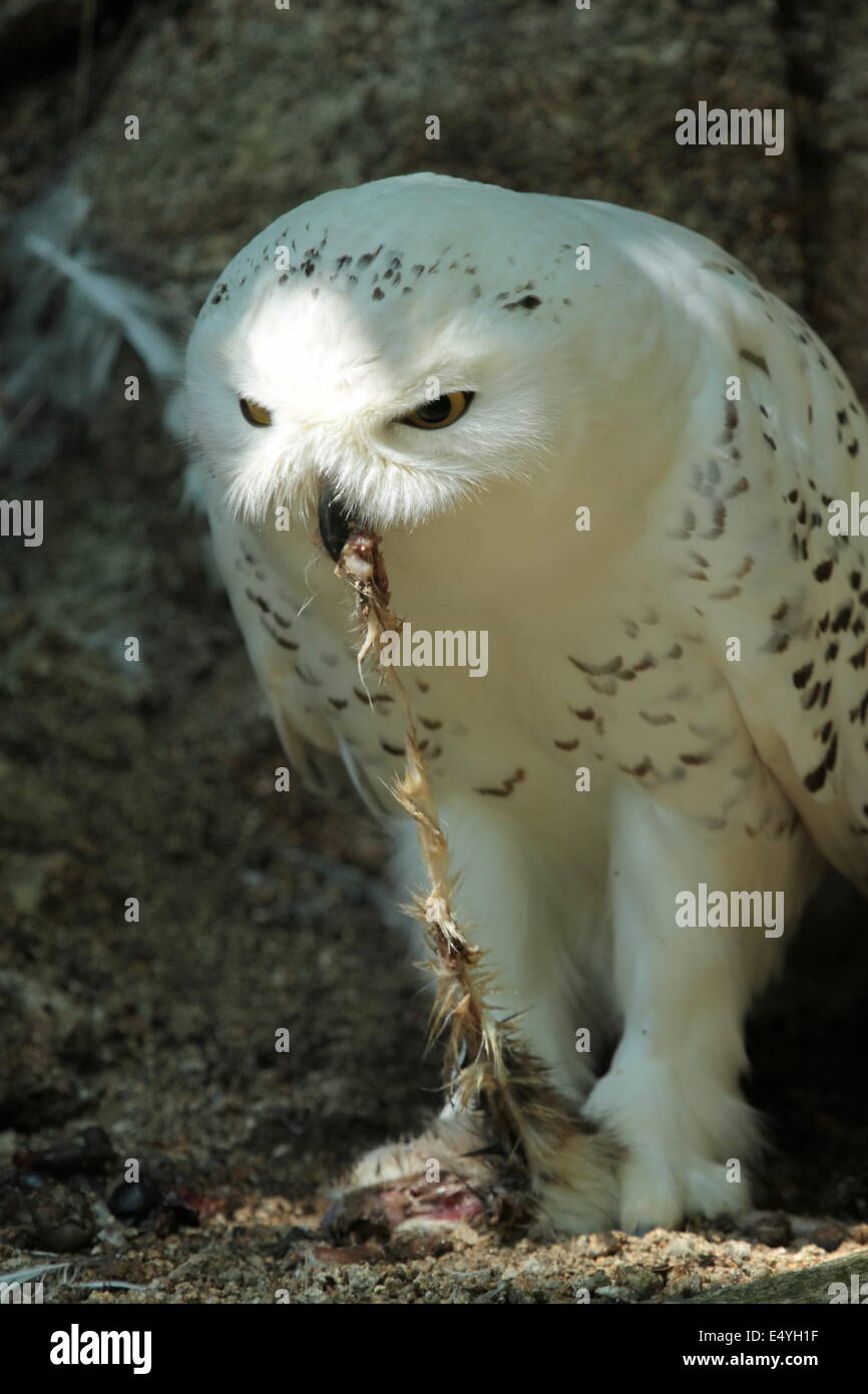 Snowy owl eating Stock Photo - Alamy