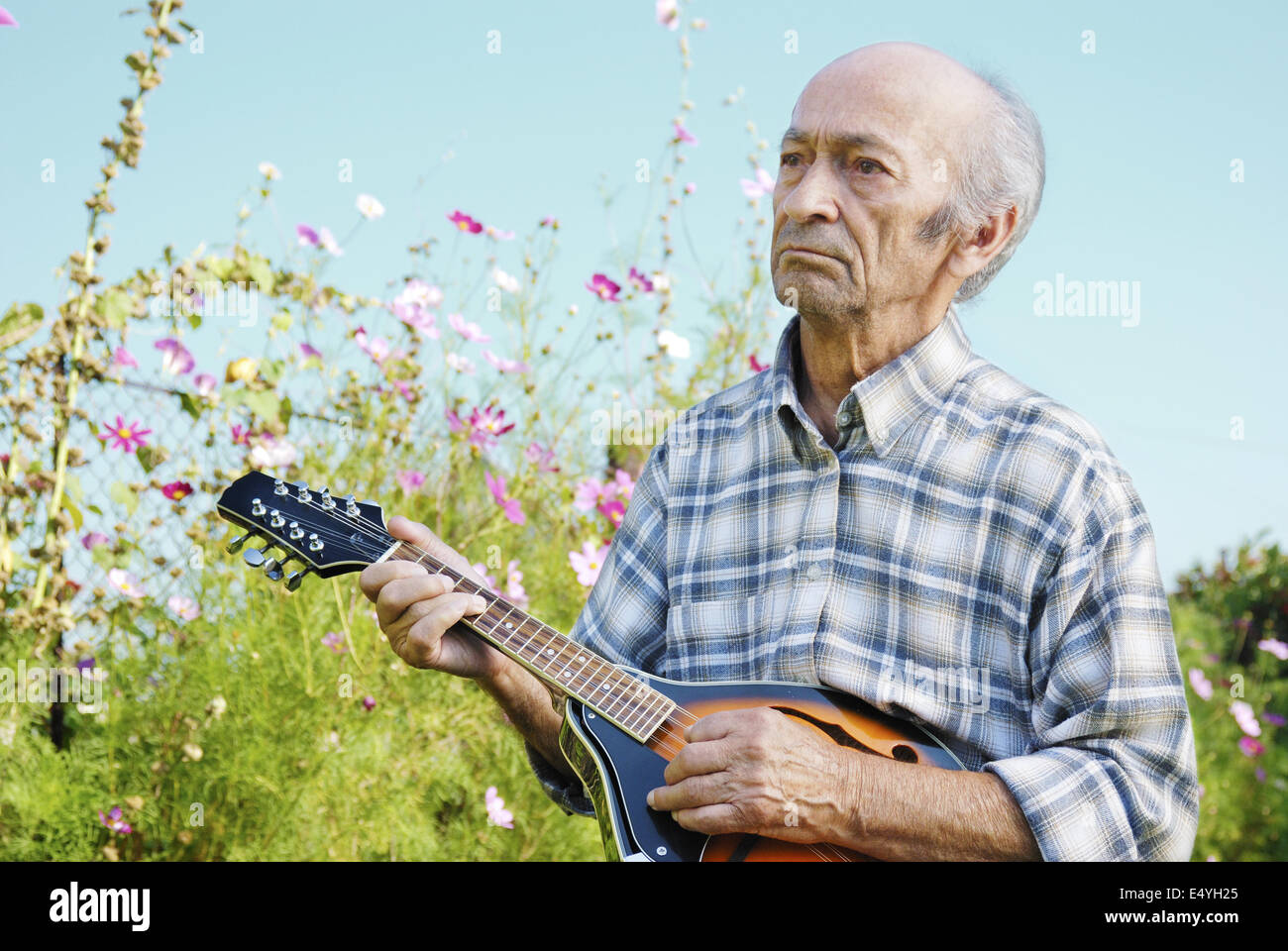 Senior man playing mandolin Stock Photo - Alamy